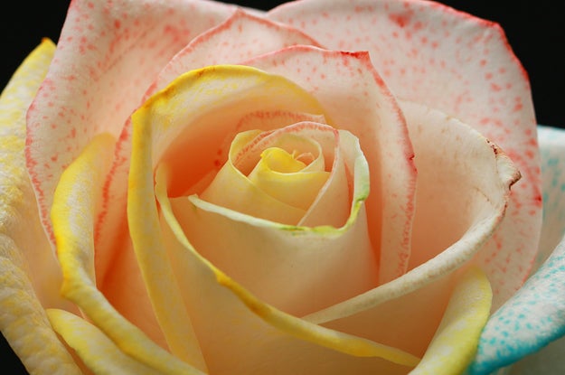 How To Dye White Roses With Food Coloring How To Dye White Roses With Food Coloring