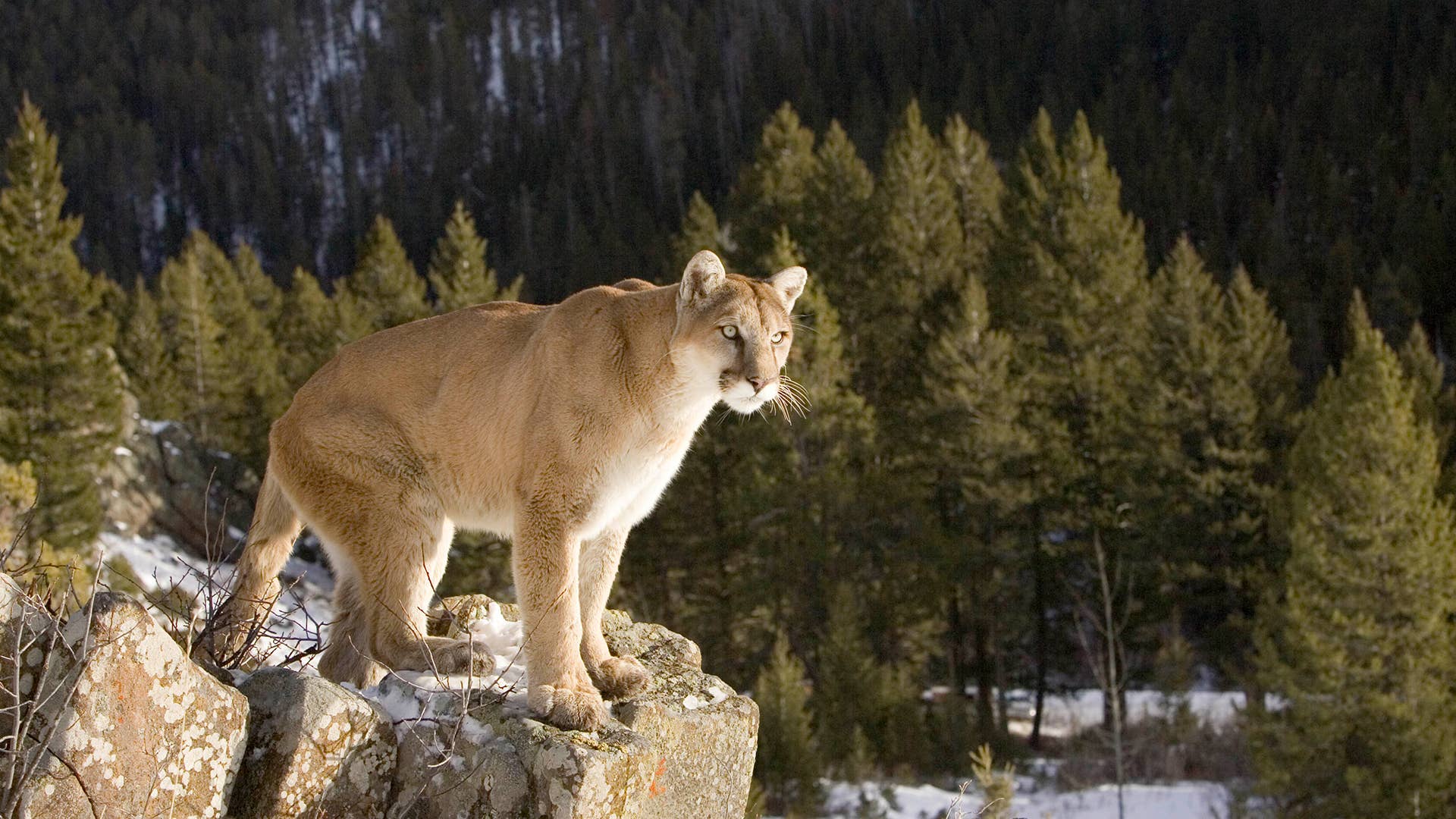 California Mom Punches Mountain Lion With Bare Hands to Save 5-Year-Old ...