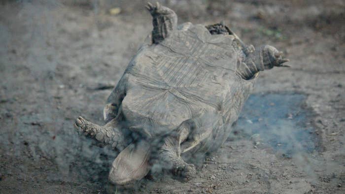 Florida Woman Hospitalized After Turtle Smashed Through Windshield on ...