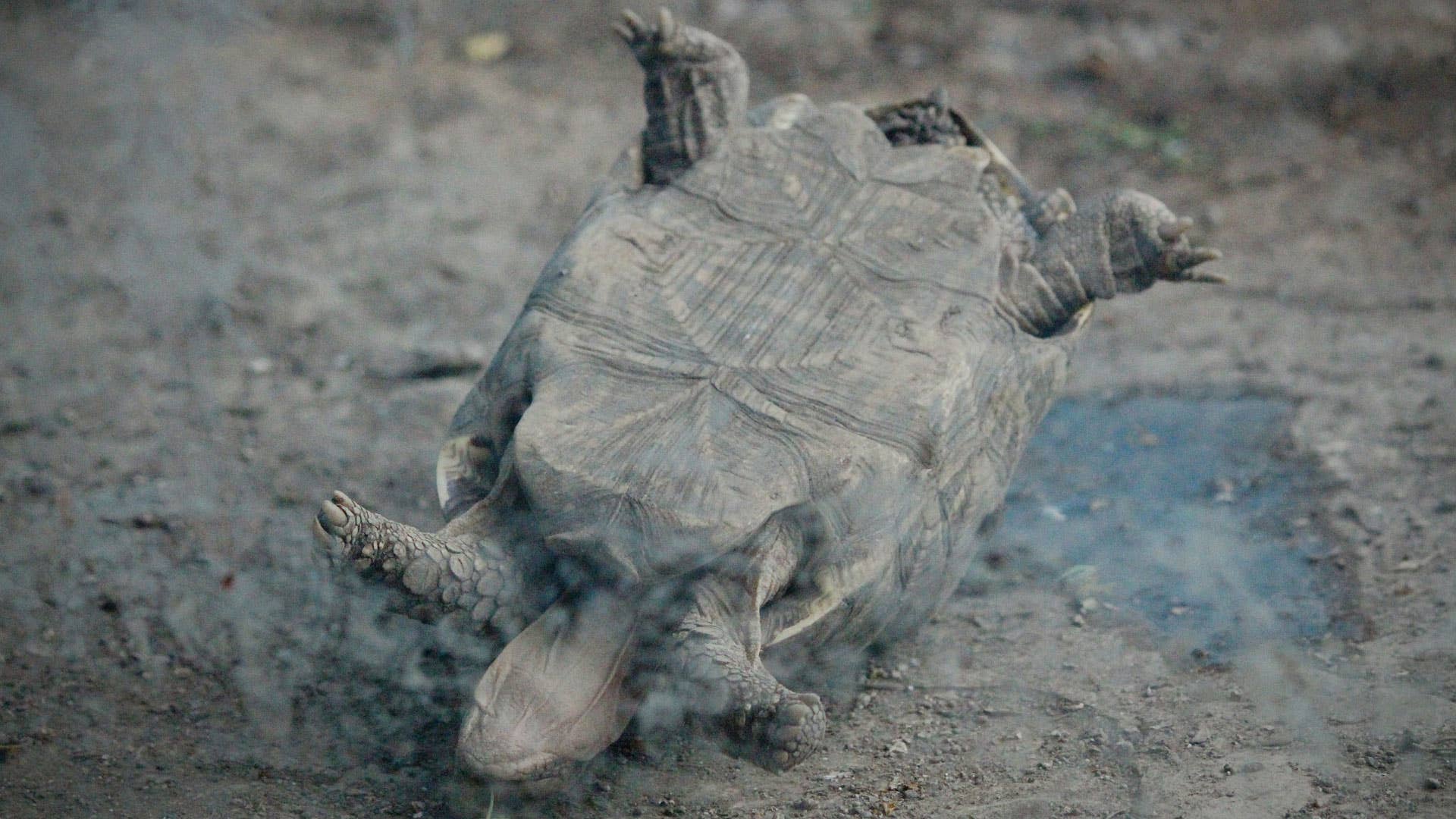 Florida Woman Hospitalized After Turtle Smashed Through Windshield on ...