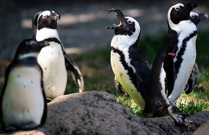 Fossil of Human-Sized Penguin Discovered in New Zealand | Complex