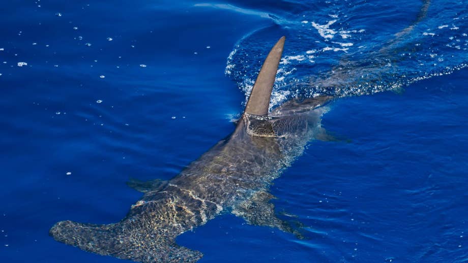 Florida Man Bitten By Shark After Swimming Near Fishing Line | Complex
