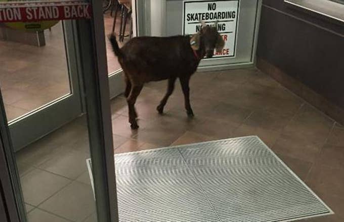 Canadian Police 'Arrest' Goat Who Really Loves Tim Hortons | Complex