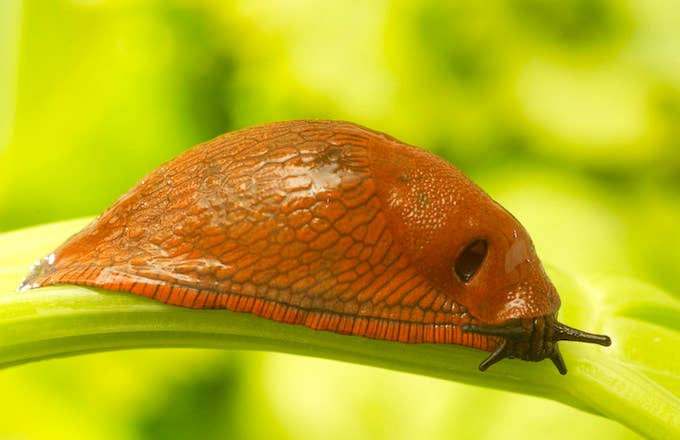 Teen Who Swallowed a Slug on a Dare Is Now Quadriplegic | Complex