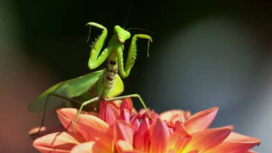 Here's a Viral Video of a Praying Mantis Taking Out a 'Murder Hornet ...
