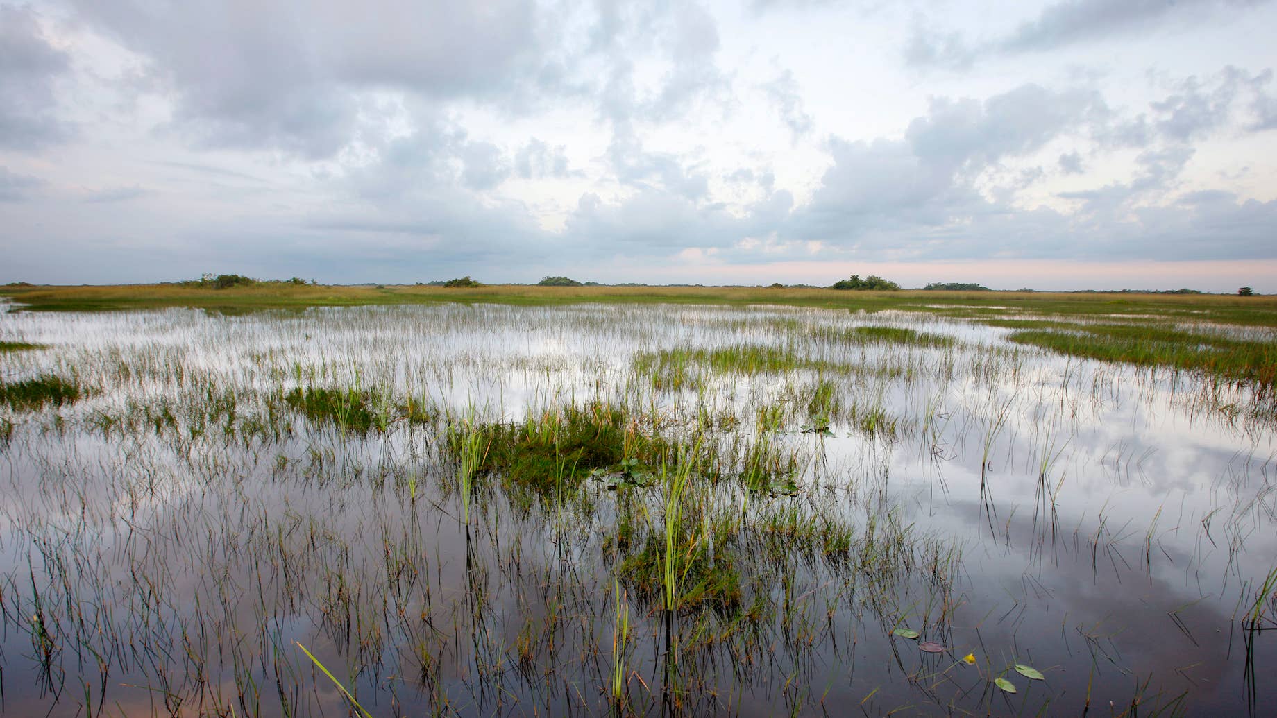 Scientists Discover Lethal Brain-Eating Amoeba in Florida | Complex