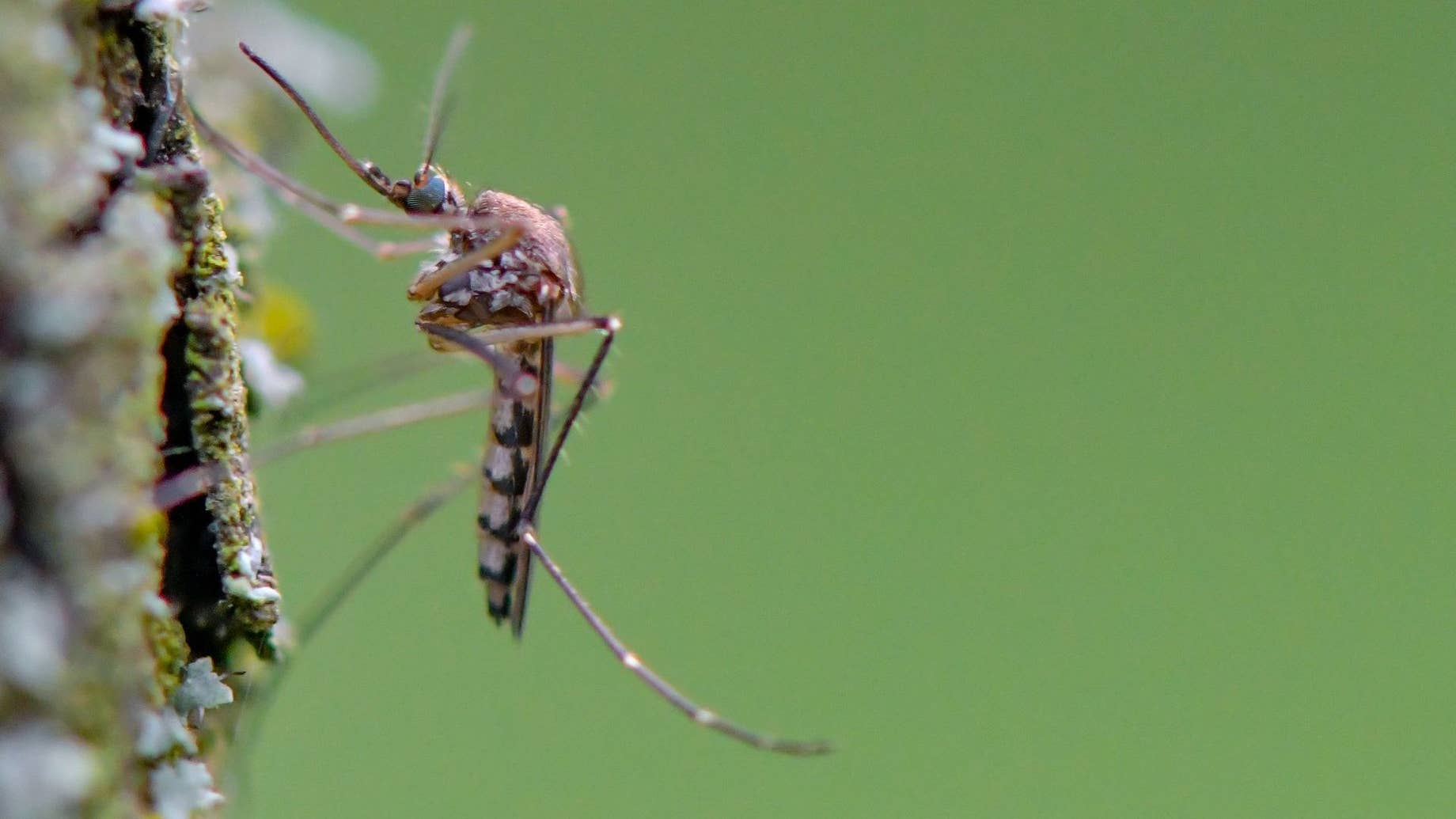 750 Million Genetically Engineered Mosquitoes to Be Released in Florida ...