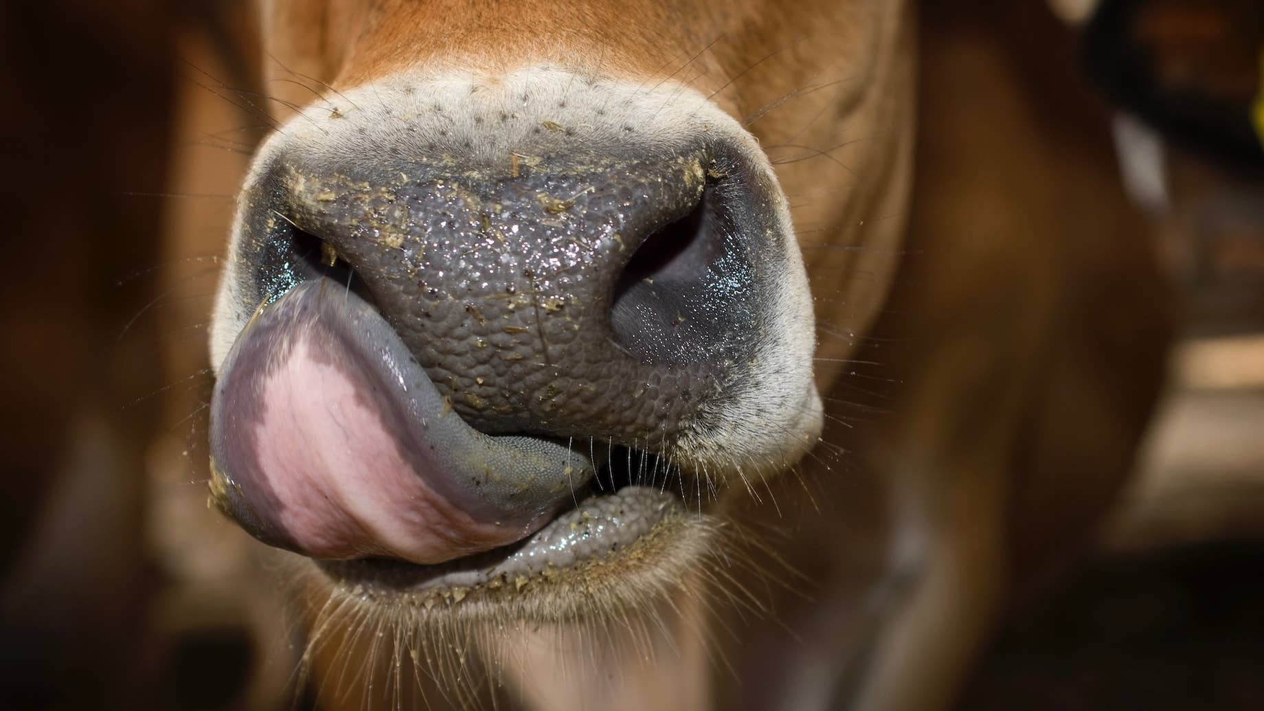 China Reportedly Cloned 3 'Super Cows' Able to Produce High Quantities ...