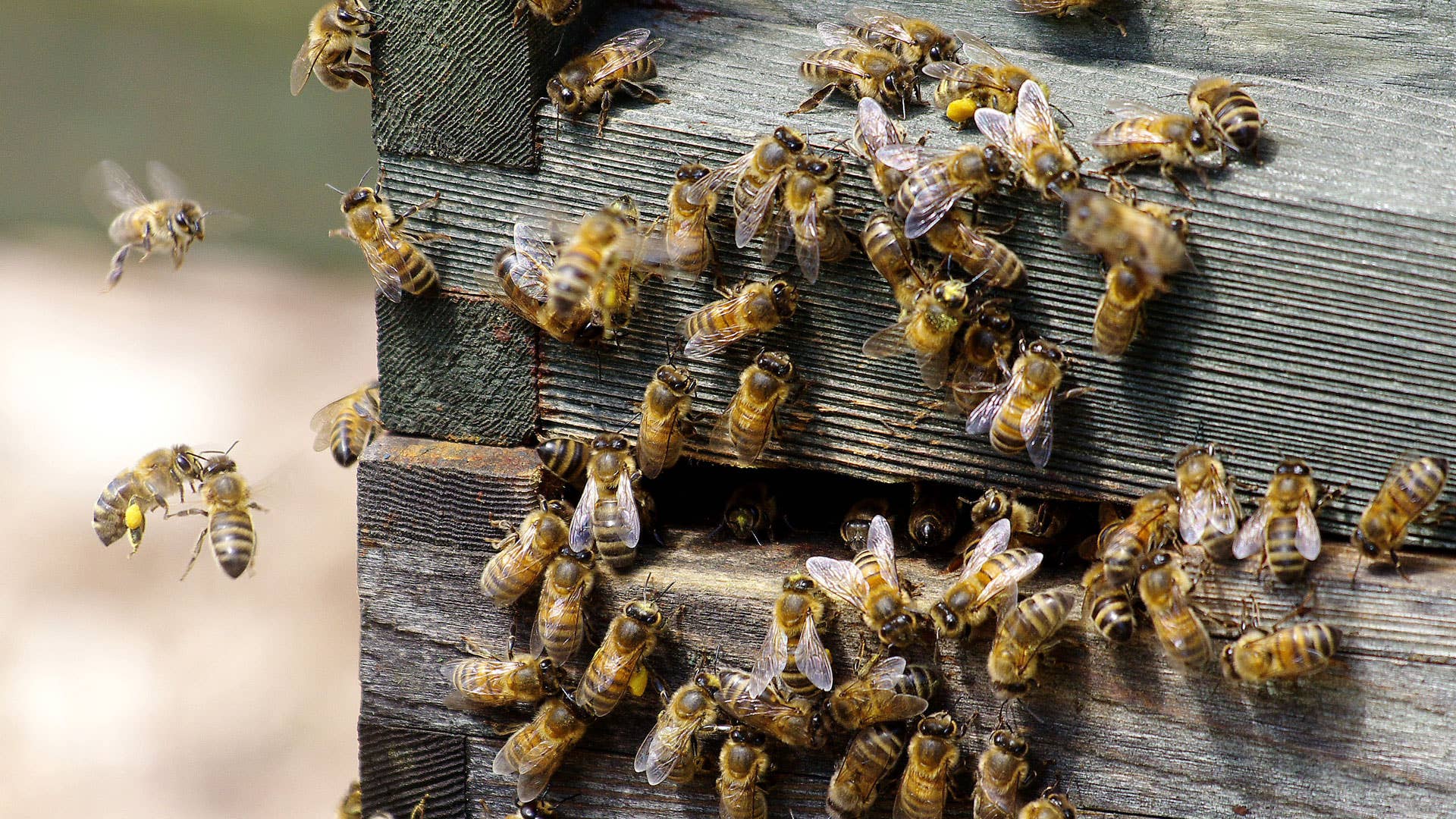 Man Killed and Two Others Hospitalized in Arizona Bee Attack | Complex