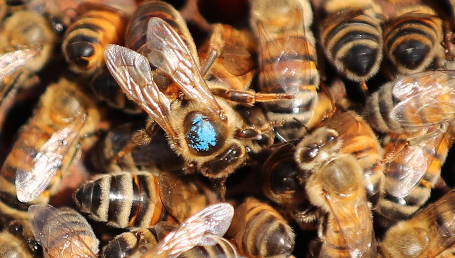 Nest Filled With Hundreds of Murder Hornets Eradicated in Washington ...