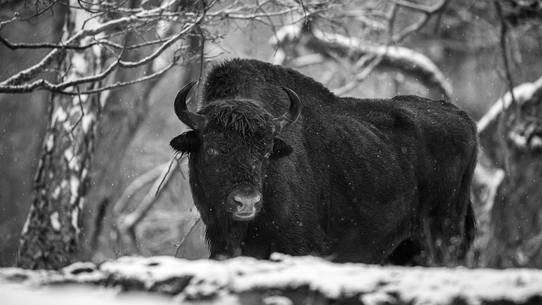 Reporter in Viral Bison Video at Yellowstone Reflects on 1 Year ...