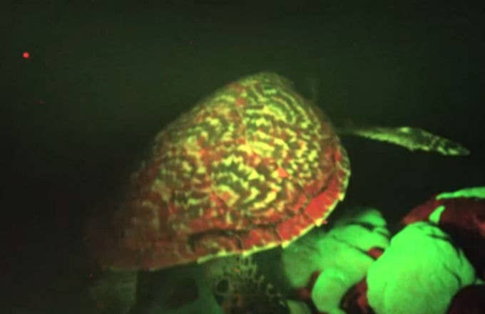 Scientists Discover the First Glowing Sea Turtle | Complex