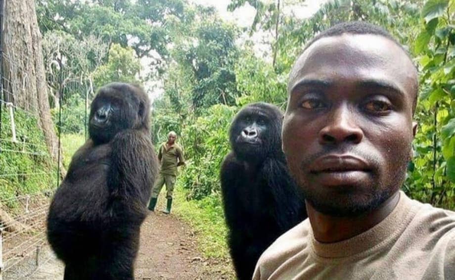 Gorilla Who Went Viral for Photobombing Park Ranger’s Selfie Has Died ...