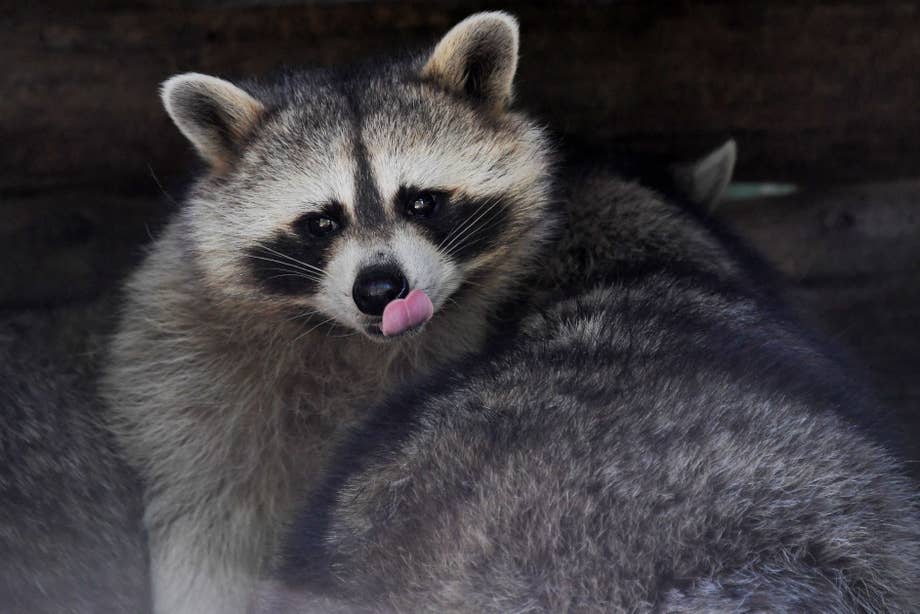 A Raccoon Distemper Outbreak Has Been Declared in the Toronto Area ...