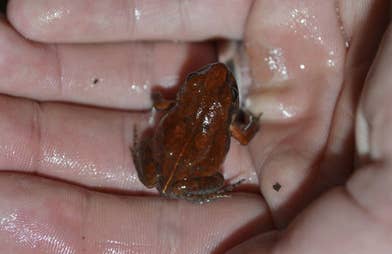 Super Rare Frog Seen for the First Time in More Than 50 Years | Complex