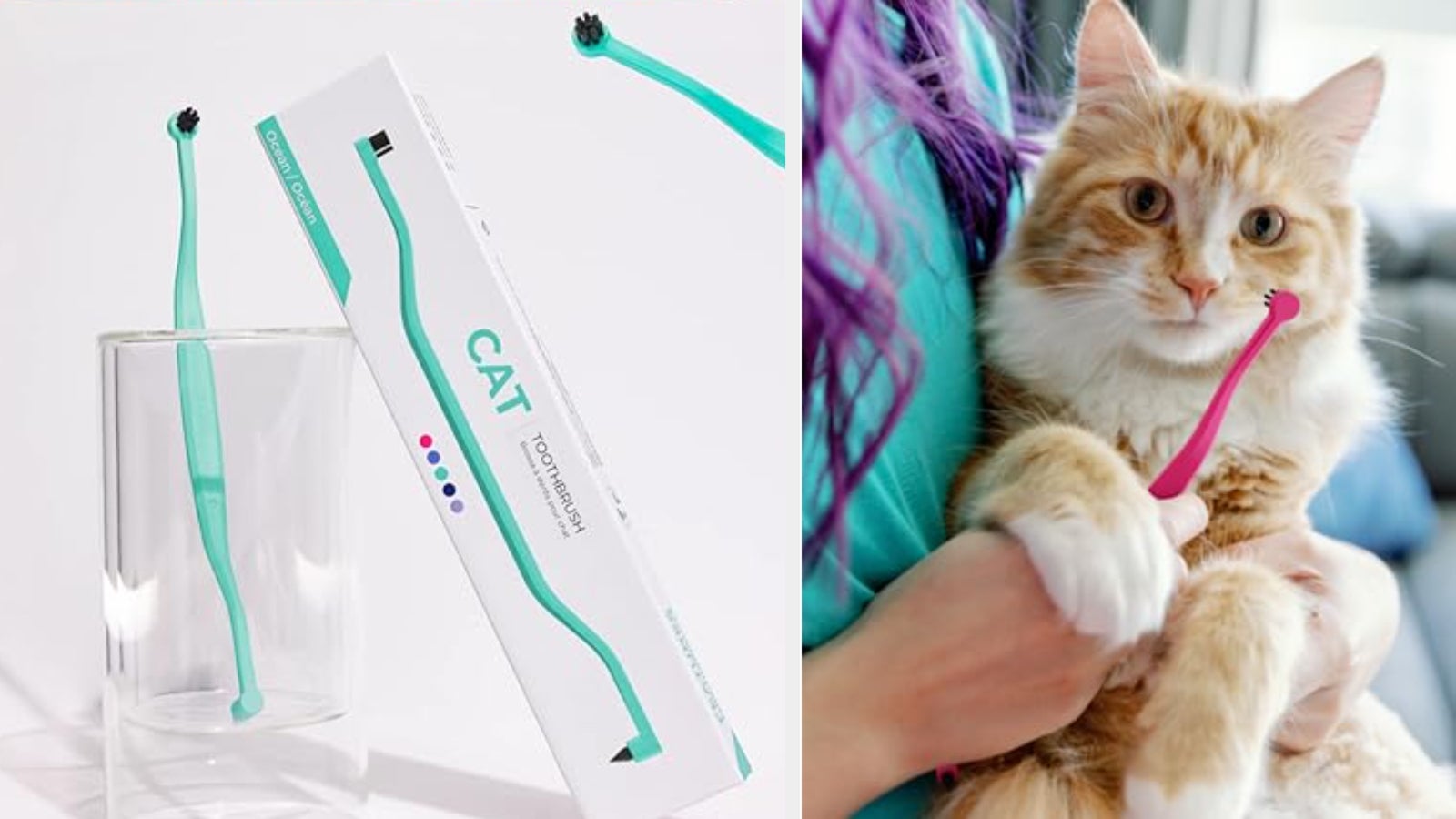 Yes, You Should Be Brushing Your Pet's Teeth. Here's Why — And The Best ...