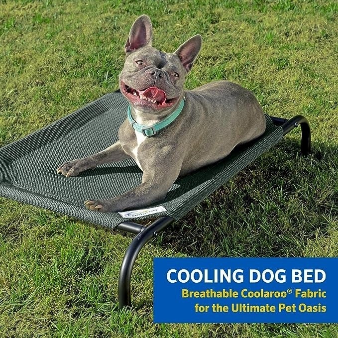 Each Of These Dog Items Have Over 15,000 5-Star Ratings
