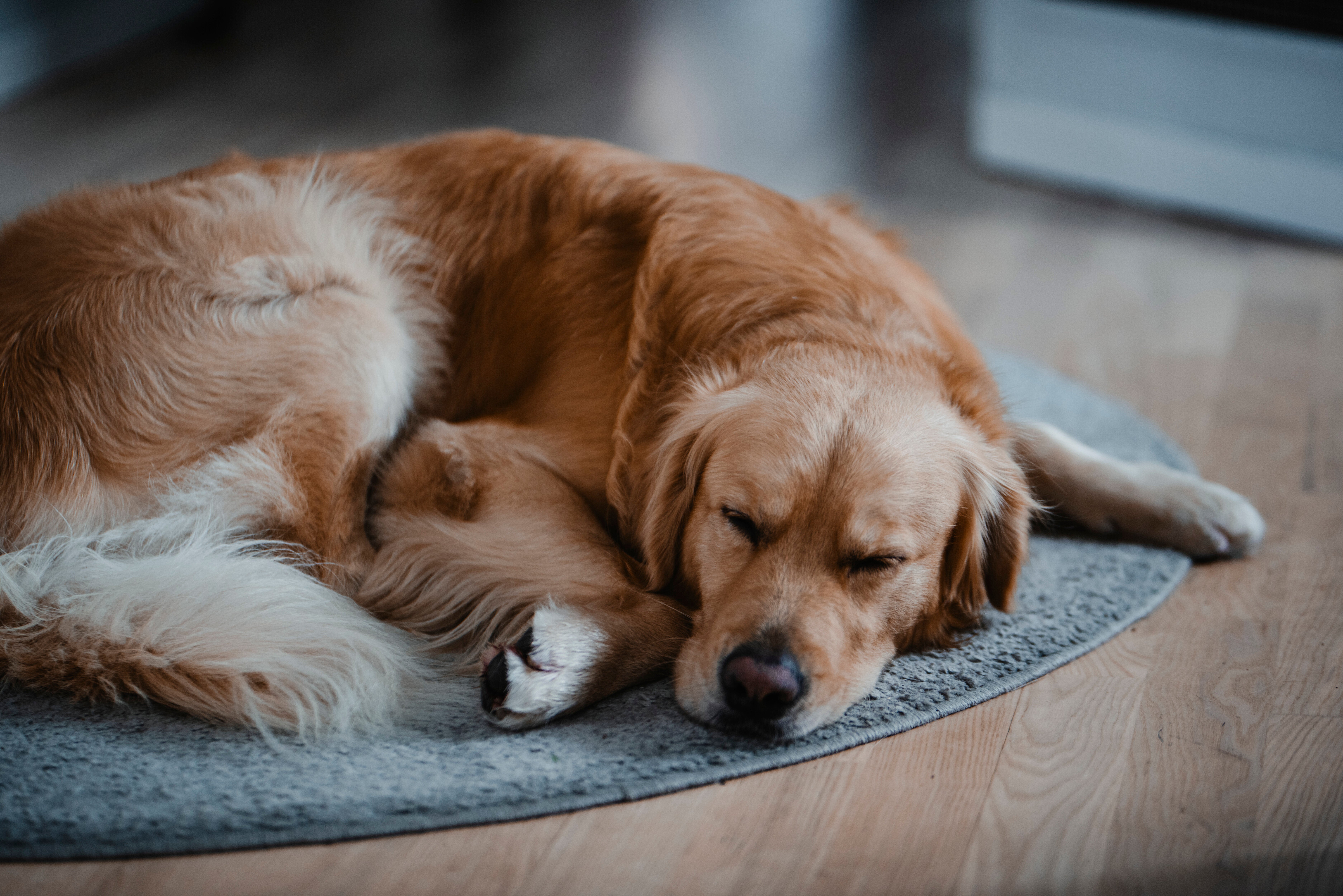 Vets Warn Dog Owners Against This Common Habit
