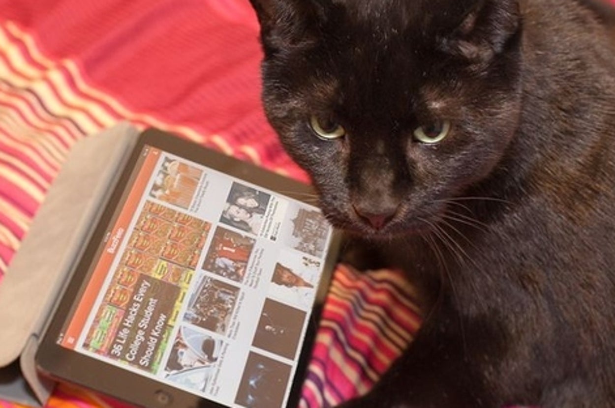 Get The BuzzFeed App, Now With Search!