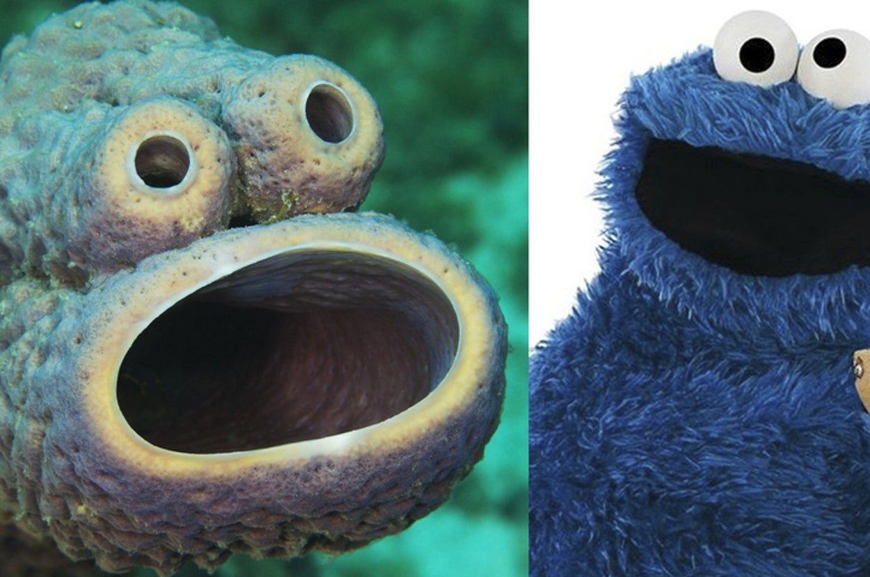 There Is A Sea Sponge That Looks Like Cookie Monster