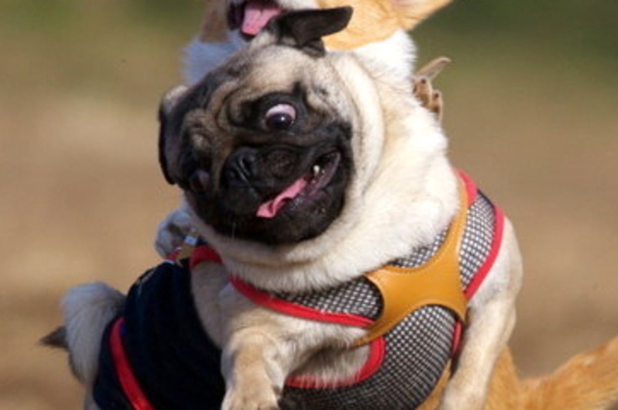 21 Pug And Corgi Best Friends Who Will Be The Very Thing That Melts The ...