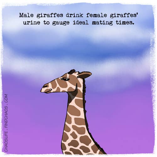 interesting things about animals