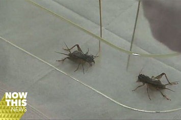 Bugs Duke It Out In Ancient Chinese Sport