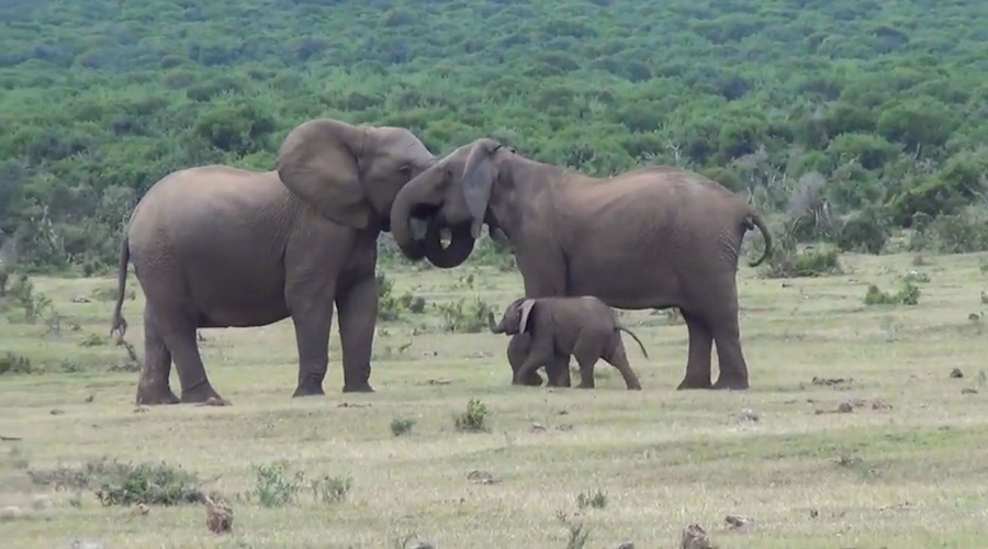This Baby Elephant Being Reunited With His Dad Is The Cutest Thing You ...