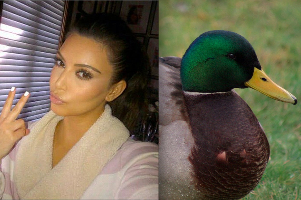 The Problem With Duck Face, According To Actual Ducks
