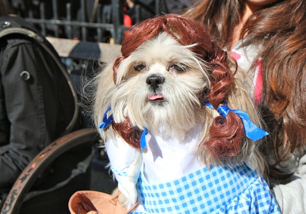 The 70 Best Costumes At New York City's Most Important Dog Costume ...