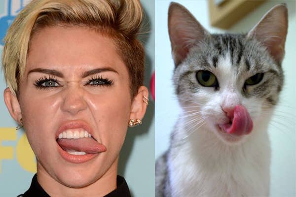 10 Cats That Look Just Like Miley Cyrus