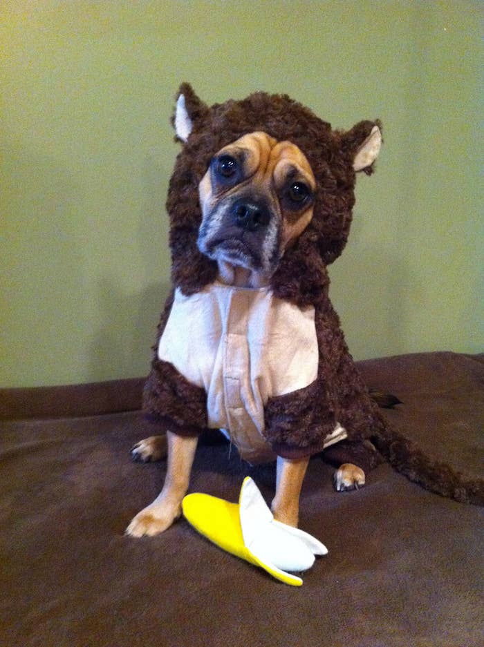 19 Delightful Pets Dressed As Other Animals