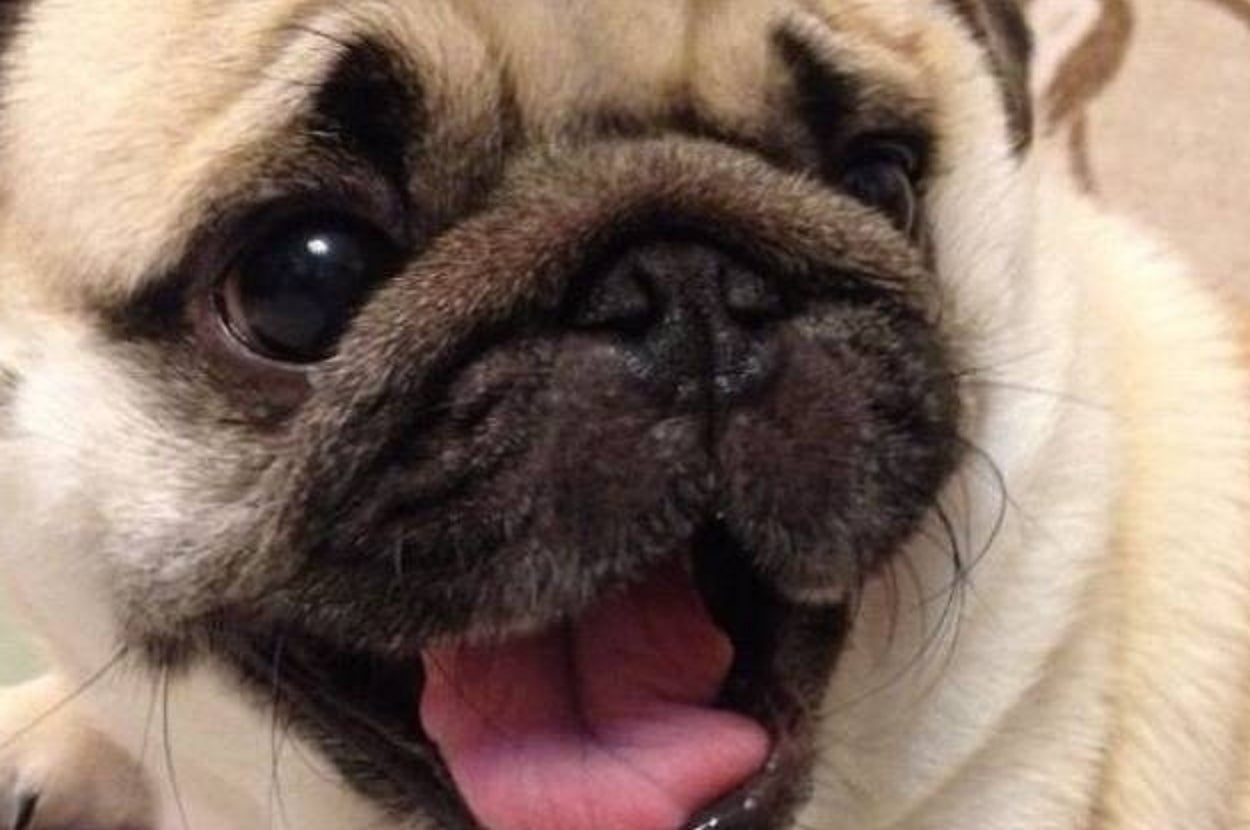 35 Most Adorable Moments In Pug History