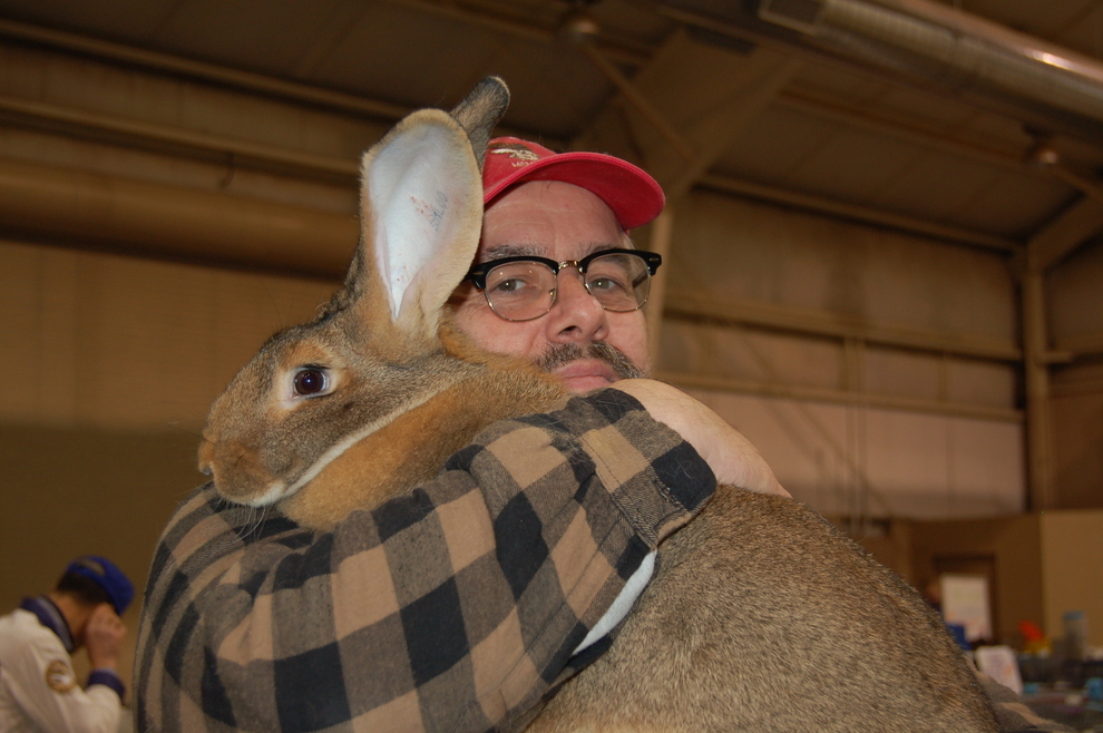 The Real Giant Rabbits That Inspired Peter Jackson For "The Hobbit: An ...