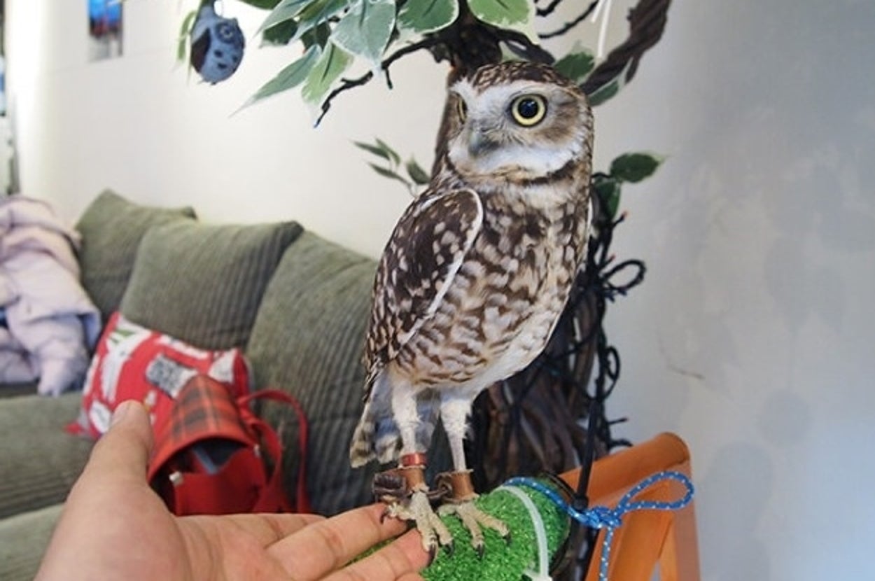 Owl Cafes Exist In Japan, Which Is Yet Another Reason To Move There ...