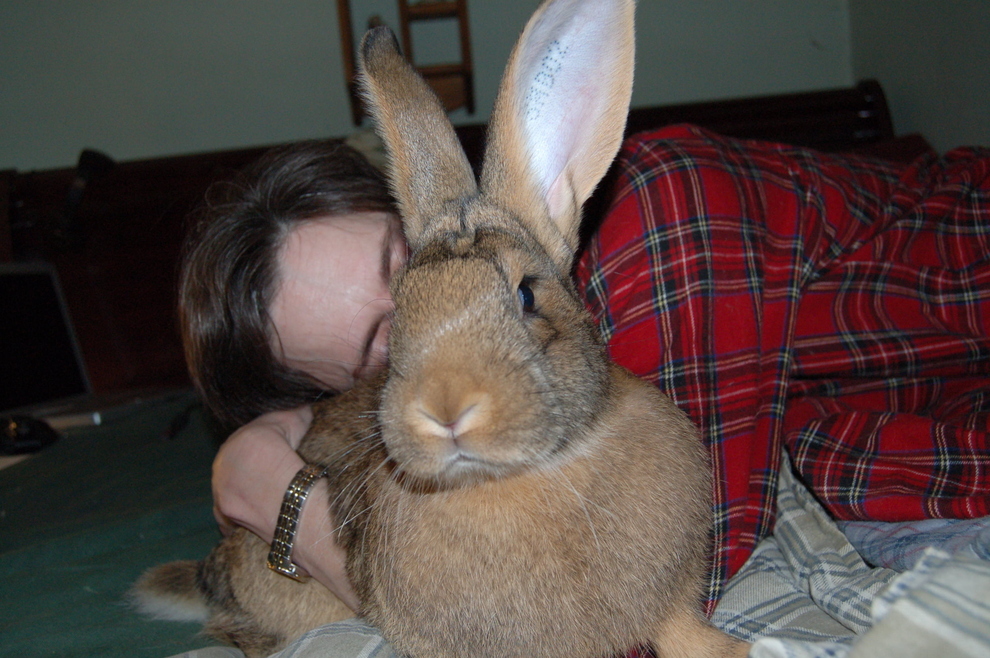 The Real Giant Rabbits That Inspired Peter Jackson For "The Hobbit: An ...