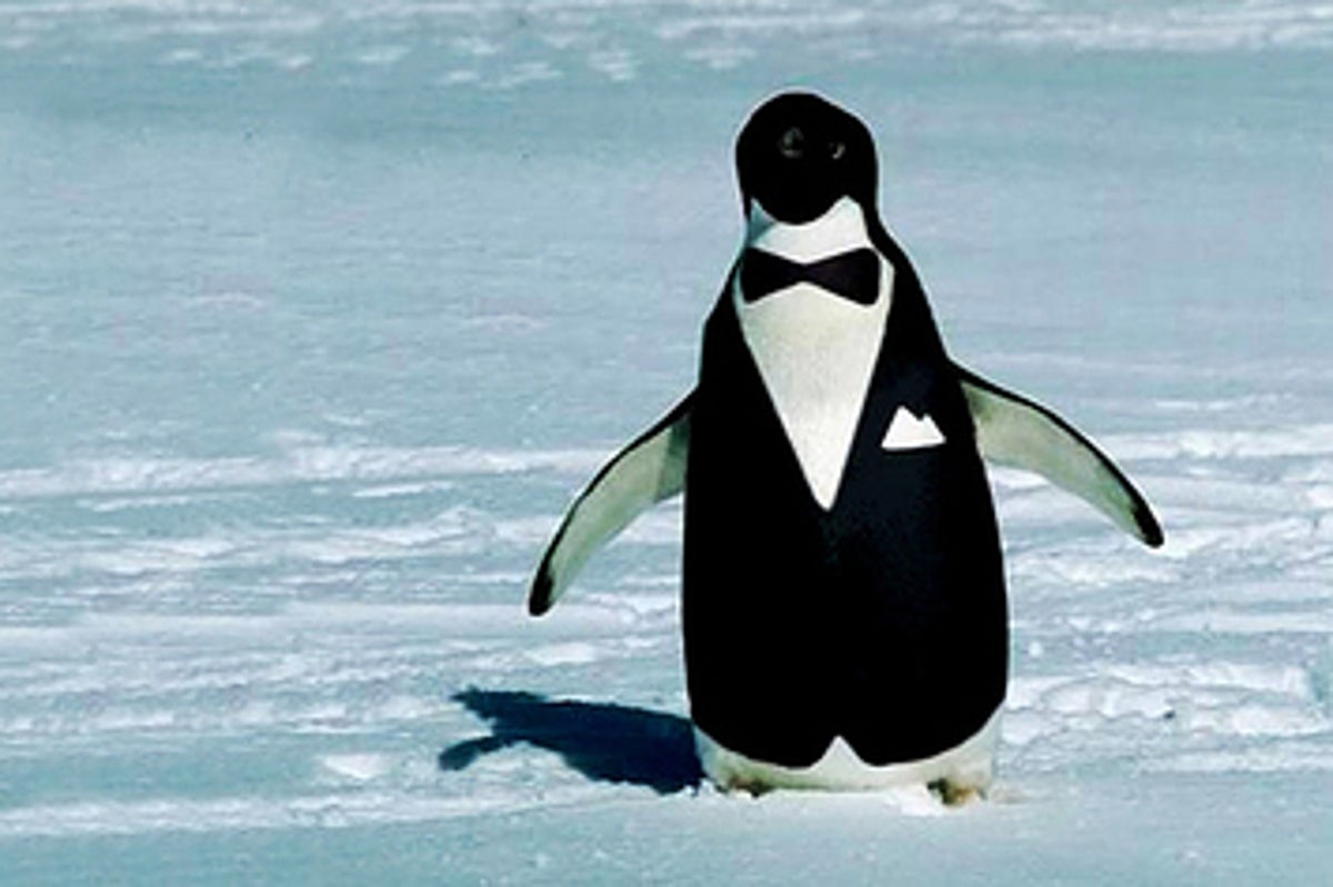 Cute Penguins Tumblr