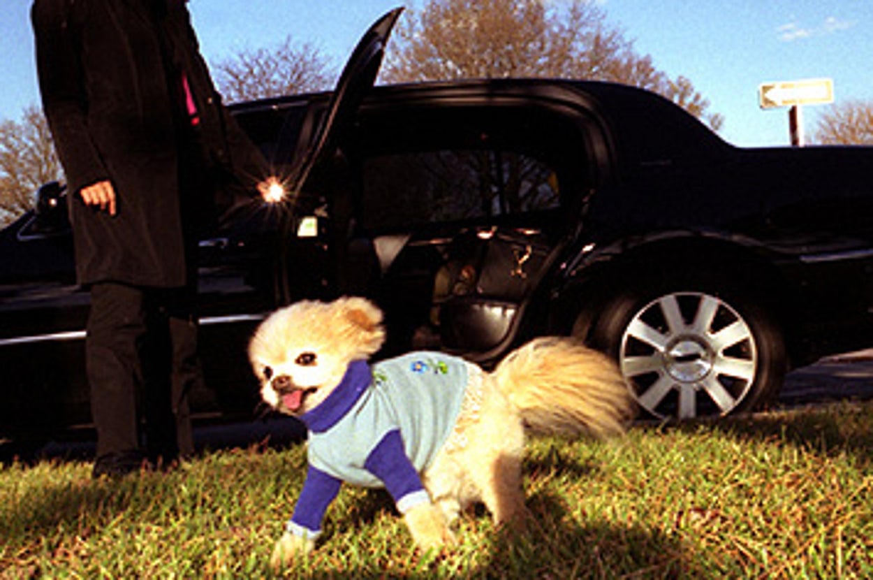 The Glorious Story Of Mr. Winkle, First Animal Star Of The Internet