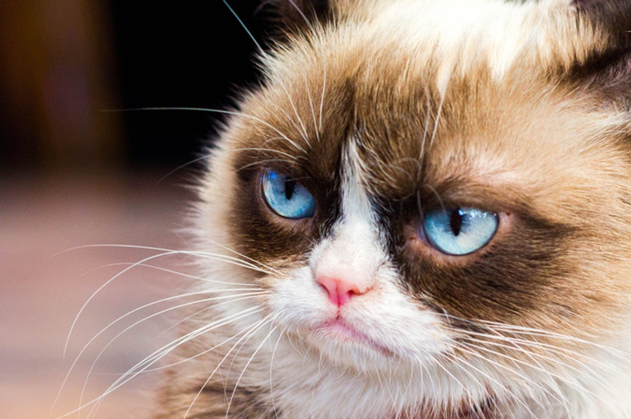 grumpy cat disneyland