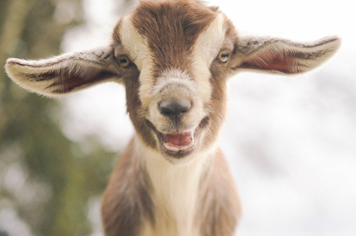 22 Goats Smiling At You