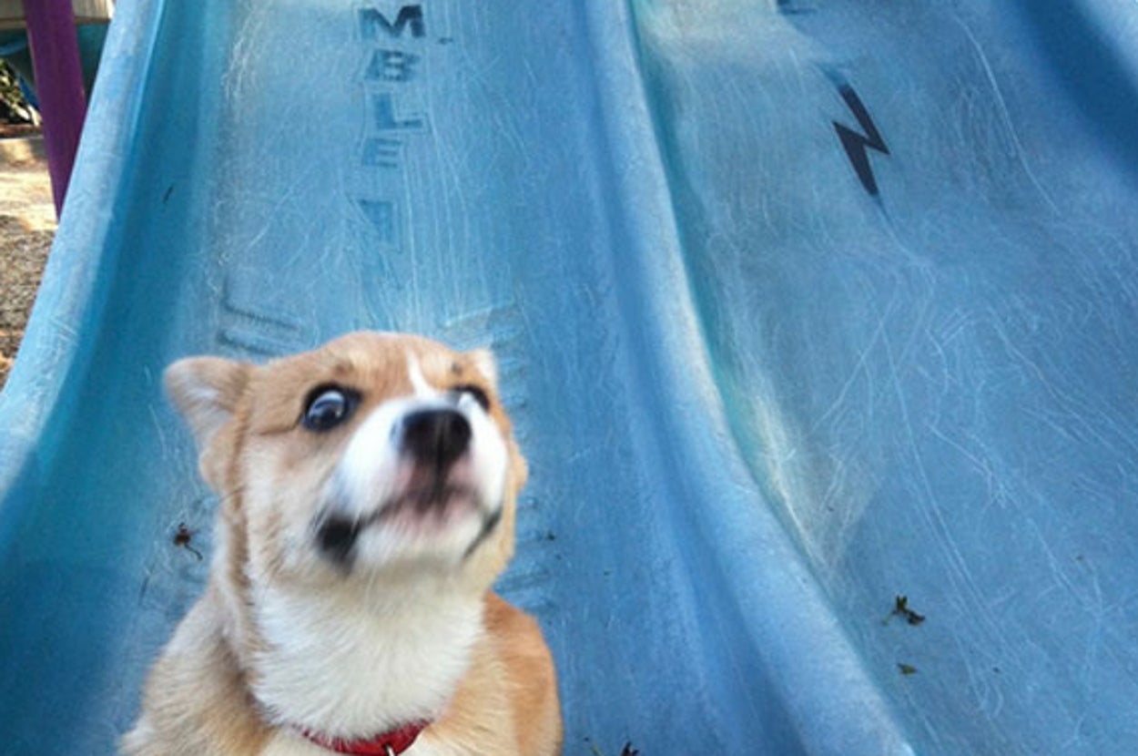 The One Thing You Need To Do Today Is Watch This Corgi Expertly Going ...