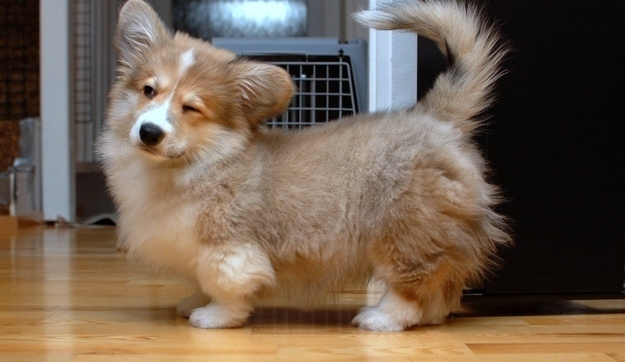 Corgis With Long Tails Are Adorable Royalty And Should Be Treated As Such