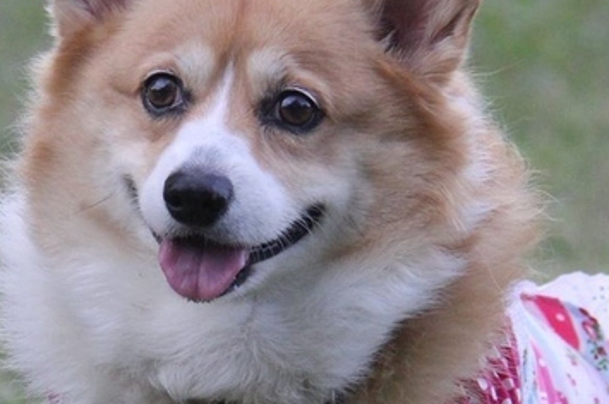 These Pictures Of A Corgi Swimming Are Both Incredibly Sad Yet Really Funny