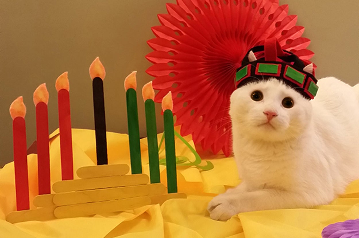 The 12 Cats Of Chrismahanukwanzakah: Sam Has Eyebrows