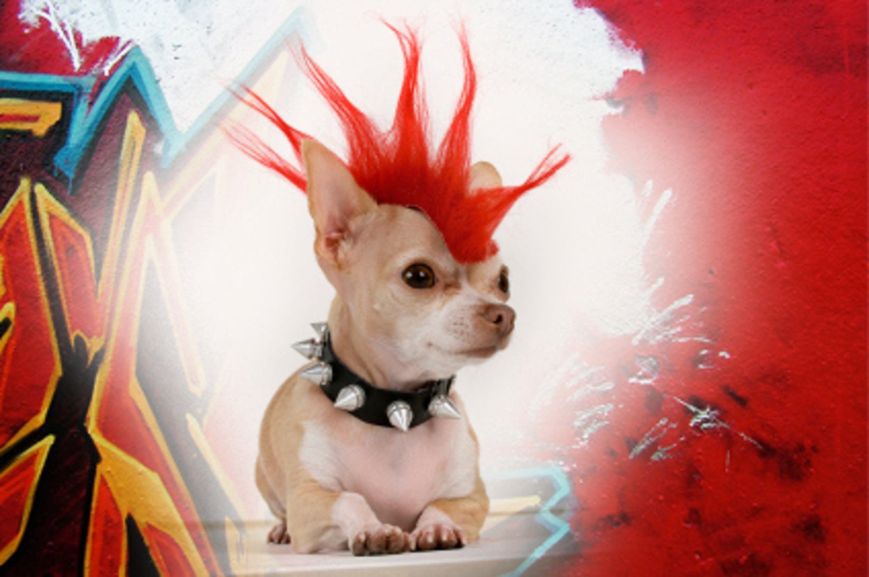 29 Pets Who Went Through A Cooler Punk Phase Than You