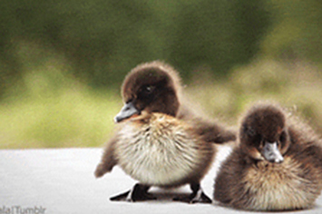 20 Animals To Cheer You Up When You're Sick