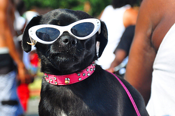 13 Dogs That Might As Well Be Humans