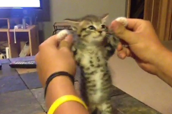 El gatito bailando "Get Silly" es el mejor Vine de la historia