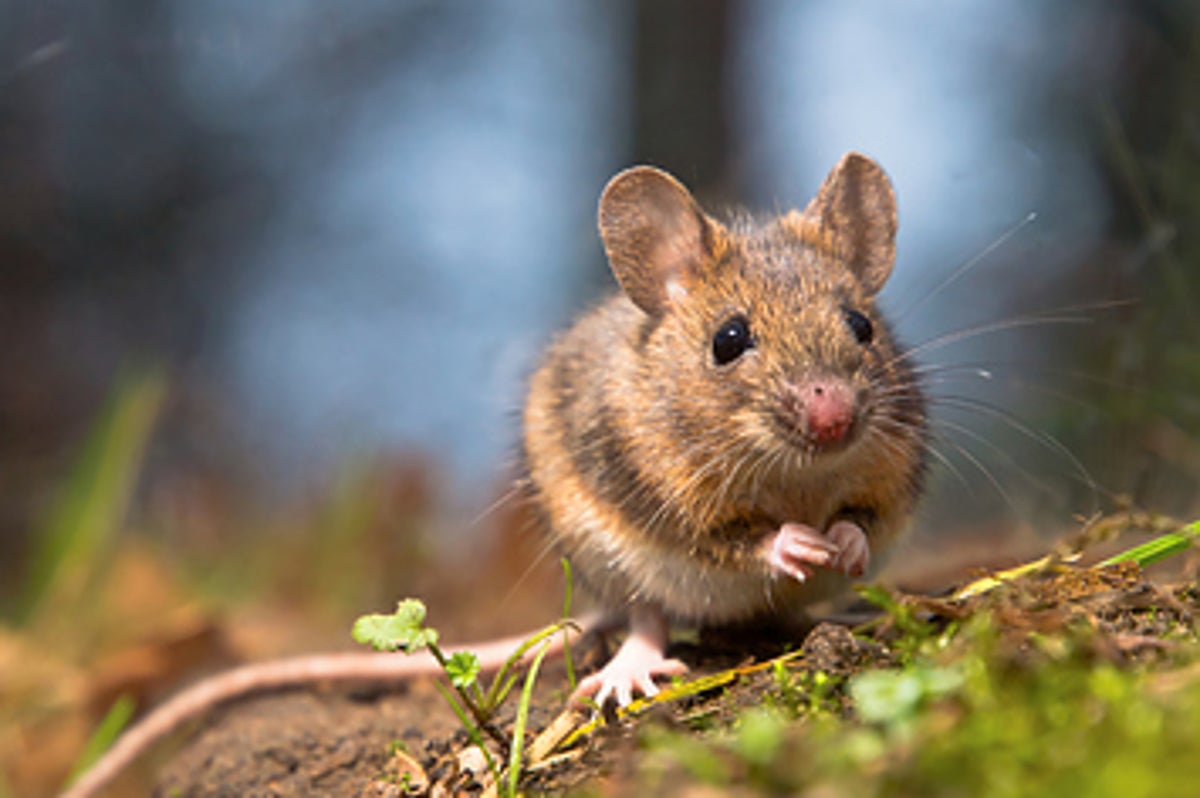 A Parachute Regiment Of Mice Have Been Deployed In Guam To Kill Snakes