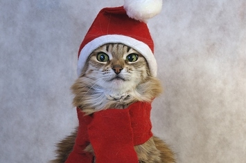 14 Scrooge Cats Who Are Not Amused